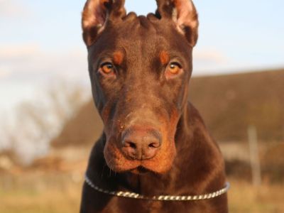 Dobermann Rassehunde in Lebus kaufen & verkaufen Snautz