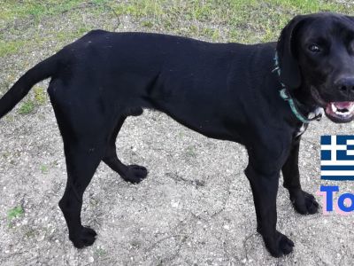 Ausgewachsene Pointer-Mischlinge in Not aus Tierheim & Tierschutz in ...