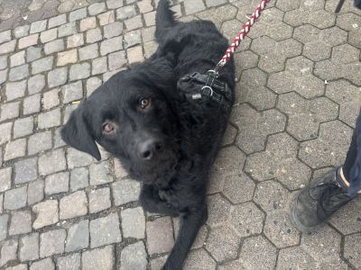 Schafpudel Mix kaufen & verkaufen Snautz