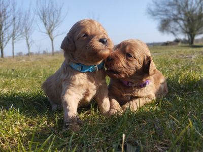 Labradoodle Mix in Stendal kaufen & verkaufen Snautz