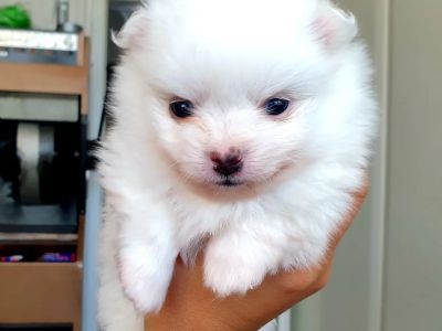 Spitz Rassehunde in Göppingen kaufen & verkaufen Snautz