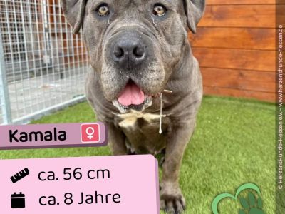 Cane Corso Italiano ausgewachsen in der Slowakei kaufen & verkaufen Snautz