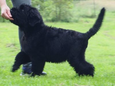 Schwarzer Terrier in Polen kaufen & verkaufen Snautz