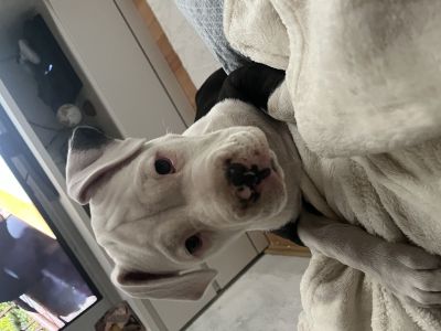 Reinrassige American Bulldog-Junghunde in Hessen kaufen & verkaufen Snautz