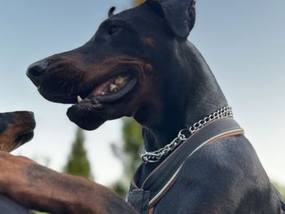 Dobermann alt in Rems-Murr-Kreis kaufen & verkaufen Snautz