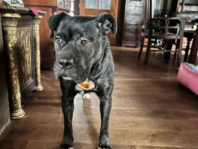 Cane Corso Italiano Mix in Not aus Tierheim & Tierschutz in Nordrhein ...