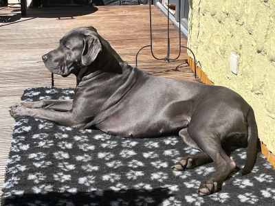 Deutsche Dogge Mix in Bamberg (Land) kaufen & verkaufen Snautz