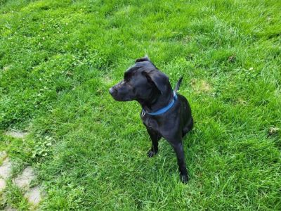 Ausgewachsene Cane Corso Italiano-Mischlinge in Rottal-Inn kaufen ...