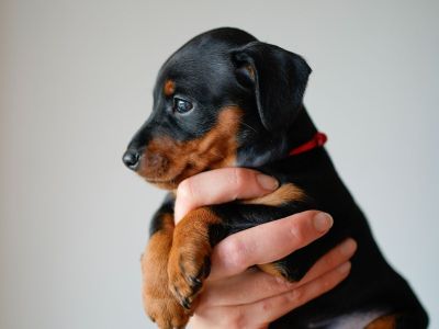 Reinrassige Zwergpinscher-Junghunde in Hessen kaufen & verkaufen Snautz