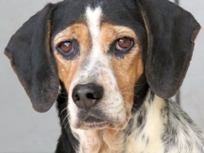 Beagle pointer mix Tiermarkt Snautz.de