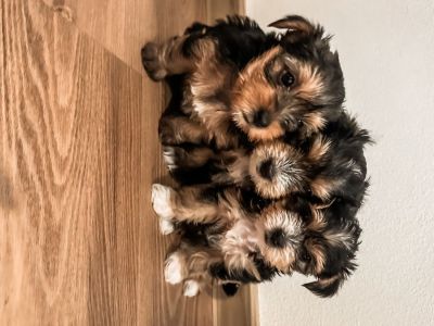 Yorkshire Terrier Kaufen Bis 500 Euro