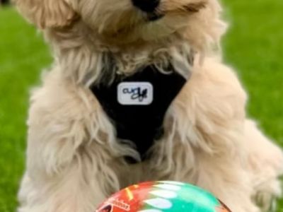 Pudelpointer Mix in Österreich kaufen & verkaufen Snautz