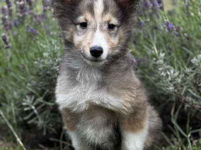 Sheltie-Junghunde in Brandenburg kaufen & verkaufen Snautz