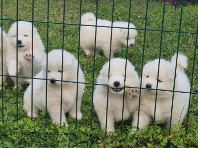 Samojede-Rassehunde-Welpen in Hessen kaufen & verkaufen Snautz