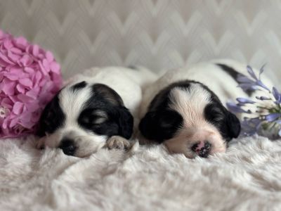 Reinrassige Polnischer Niederungshütehund-Junghunde in Polen kaufen ...