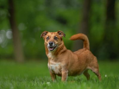 Dackel Tiere in Not aus Tierheim & Tierschutz in Deutschland Snautz
