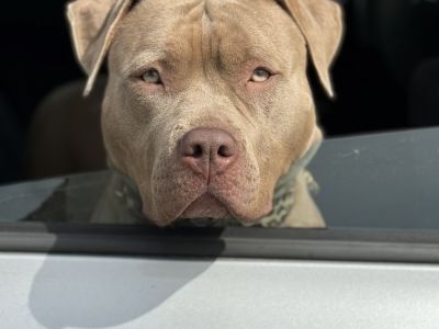 Junge American Bully-Mischlinge in Saalekreis kaufen & verkaufen Snautz