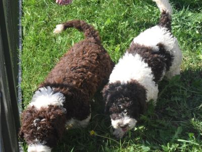 Perro de Agua Español-Junghunde in Polen kaufen & verkaufen Snautz