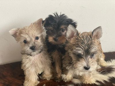 West Highland White Terrier-Junghunde in Essen kaufen & verkaufen Snautz