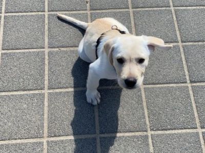 Labrador Retriever Rassehunde in Hessen kaufen & verkaufen Snautz