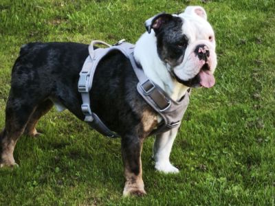 Olde English Bulldogge in Rostock (Land) kaufen & verkaufen Snautz