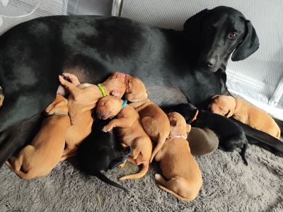 Labrador Retriever-Mischlingswelpen in Dahme-Spreewald kaufen ...