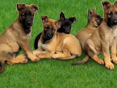 Dobermann Rassehunde in Sömmerda kaufen & verkaufen Snautz