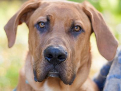 Rhodesian Ridgeback Mix in Not aus Tierheim & Tierschutz in Nürnberger ...