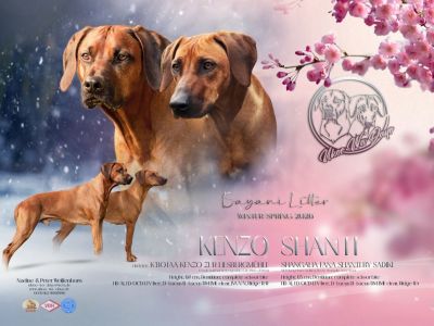 Rhodesian Ridgeback-Züchter Snautz