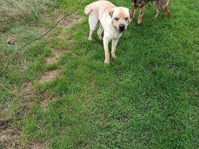 Cocker Spaniel in Deutschland kaufen & verkaufen Snautz