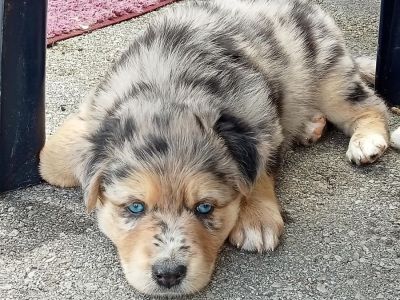 Australian Shepherd-Junghunde in Unna kaufen & verkaufen Snautz