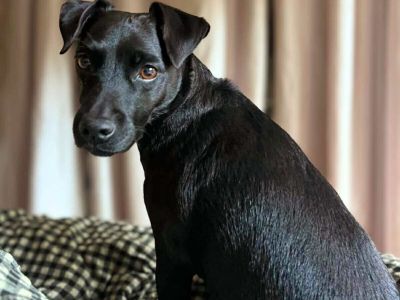 Patterdale Terrier Rassehunde kaufen & verkaufen Snautz