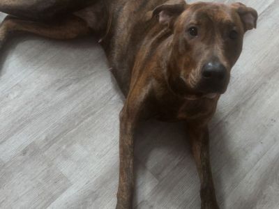 Dobermann Mix in Krefeld kaufen & verkaufen Snautz