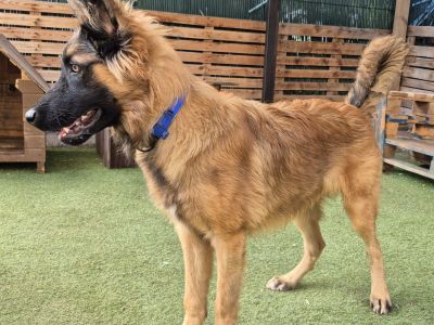 Hunde Hannover Kaufen