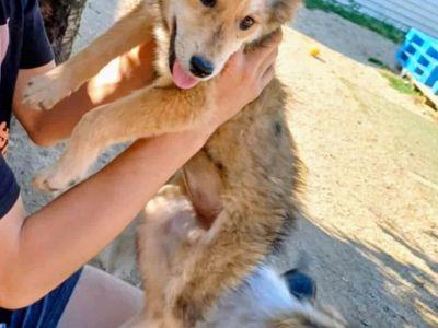 Junge Welsh Corgi Pembroke-Mischlinge kaufen & verkaufen Snautz