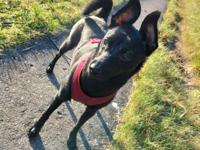 Australian Cattle Dog Mix in Schleswig-Holstein kaufen & verkaufen Snautz
