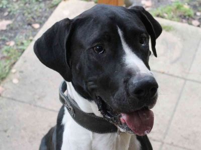 Junge Deutsche Dogge-Mischlinge in Not aus Tierheim & Tierschutz kaufen ...