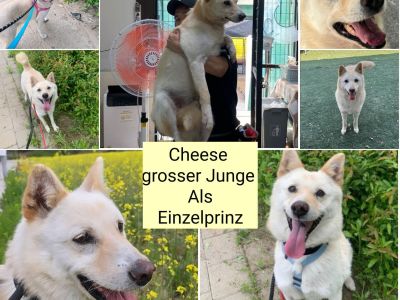 Alte Spitz-Mischlinge in Not aus Tierheim & Tierschutz kaufen ...