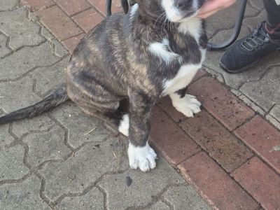 Dogo Argentino in Rostock (Land) kaufen & verkaufen Snautz