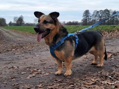 Jack Russell Terrier in Not aus Tierheim & Tierschutz in Niedersachsen ...