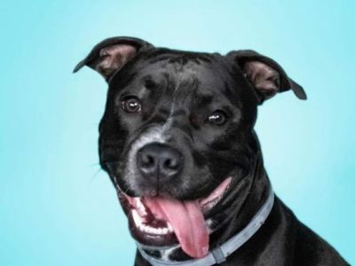 Staffordshire Bullterrier Mix kaufen & verkaufen Snautz