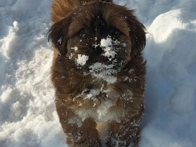 Lhasa Apso-Welpen kaufen & verkaufen Snautz
