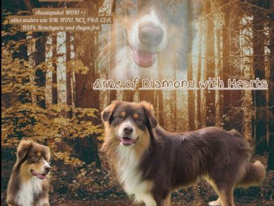 Australian Shepherd-Deckrüden Snautz