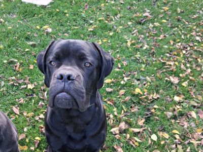 Cane Corso Italiano Mix in Rostock (Land) kaufen & verkaufen Snautz