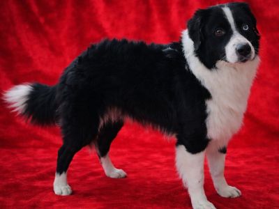 Australian Shepherd-Deckrüden Snautz