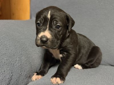 Cane Corso Italiano Mix in Südliche Weinstraße kaufen & verkaufen Snautz