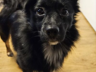 Wolfsspitz Mix kaufen & verkaufen Snautz