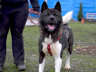 Akita Inu ausgewachsen in Not aus Tierheim & Tierschutz in Maramureș ...