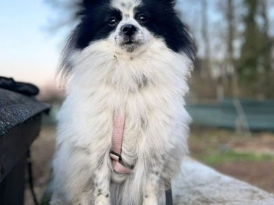 Spitz Rassehunde in Offenbach am Main kaufen & verkaufen Snautz