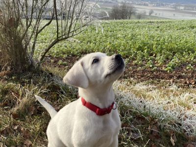 Labrador Retriever Rassehunde in Hessen kaufen & verkaufen Snautz